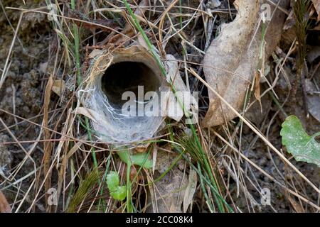 Burrow entrance of Brown Trapdoor Spider (Arbanitis longipes) in ...