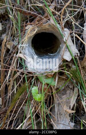 Burrow entrance of Brown Trapdoor Spider (Arbanitis longipes) in ...