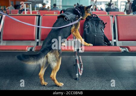 Officer and detection dog checking suspicious backpack at airport Stock ...