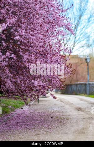 falling flowers on floor Stock Photo - Alamy