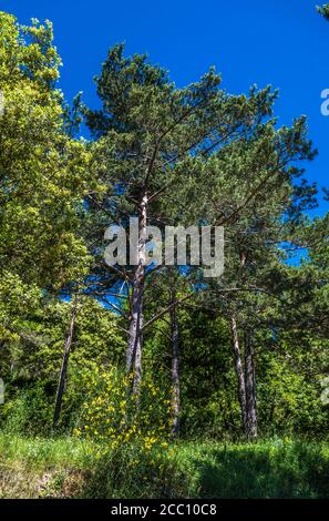 Spain, Catalonia, Pyrenees, comarque of Garrotxa, Tortella, bull of a ...