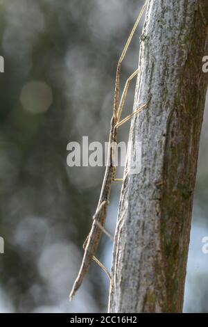 French stick Insect (Clonopsis gallica) Camargue - France Phasme ...