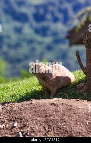 Portrait of a groundhog in front of its burrow preparing for ...