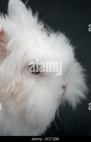 Vertical shot of a white angora rabbit Stock Photo - Alamy