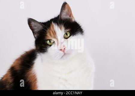 Isolated closeup shot of a Calico cat's face Stock Photo - Alamy
