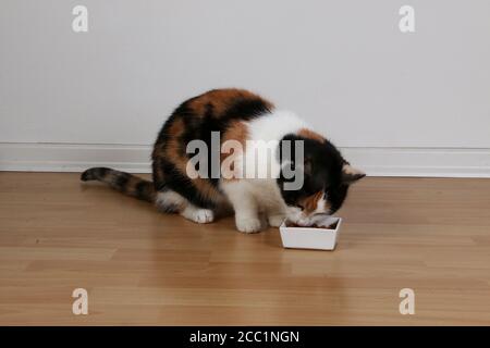 Closeup shot of a Calico cat eating food on the floor Stock Photo - Alamy