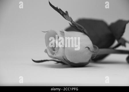 Grayscale shot of a rose on a monochrome background Stock Photo - Alamy