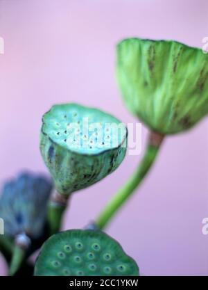 A vertical shot of the lotus pod Stock Photo - Alamy