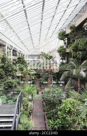 Tropical plants in the Barbican Conservatory, London Stock Photo - Alamy
