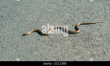Close up of a Smooth Snake Stock Photo - Alamy