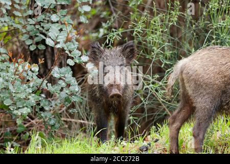 Two wild boar in Dilek Peninsula National Park, Turkey Stock Photo - Alamy
