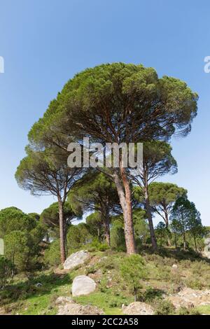 Mountain landscape and Aleppo Pine Forest from Mount Srd Dubrovnik ...