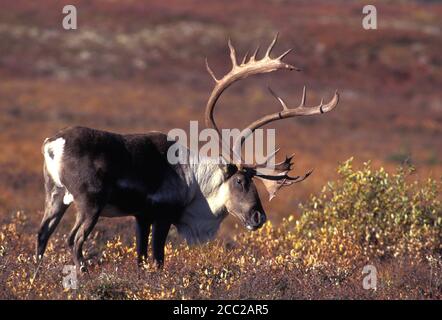 carribu, reindeer (Rangifer tarandus caribou), Tundra Stock Photo - Alamy