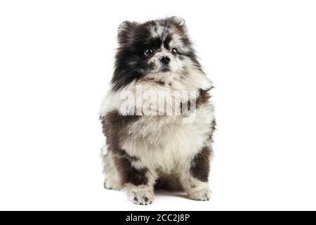 Merle Pomeranian puppy Spitz, isolated. Cute pomeranian merle color ...