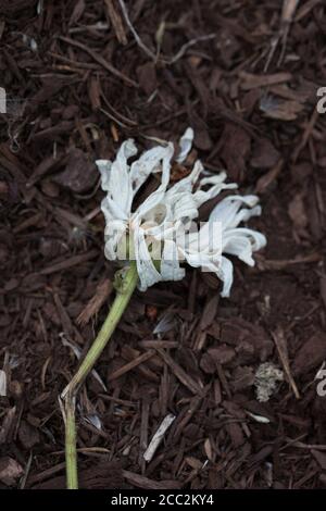 A dying daisy flower Stock Photo - Alamy