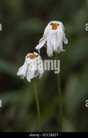 A dying daisy flower Stock Photo - Alamy