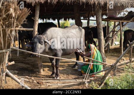 Bhagwanti Devi (55) milks a buffalo at her home in Bihar, India. As ...