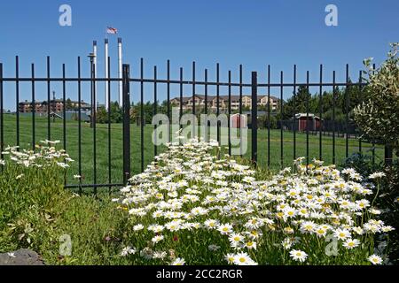 Daisies Oregon Garden Oregon Stock Photo - Alamy