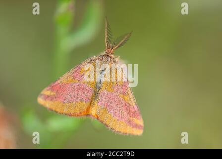 Purple-barred Yellow moth - Lythria cruentaria, beautiful colored moth ...