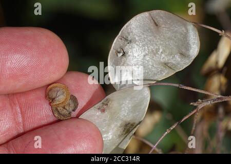 Collecting seed of the distinctive papery seed pods (silicles) of ...