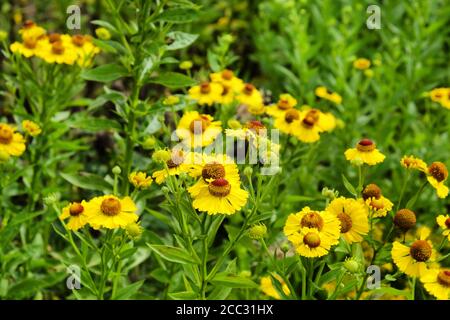 Bright yellow helenium sneezeweed in flower Stock Photo - Alamy