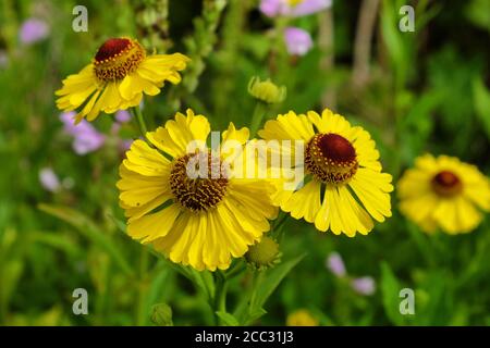 Bright yellow helenium sneezeweed in flower Stock Photo - Alamy