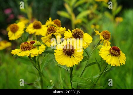 Bright yellow helenium sneezeweed in flower Stock Photo - Alamy