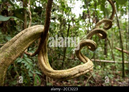 A winding vine or branch in the amazon rainforest Stock Photo - Alamy