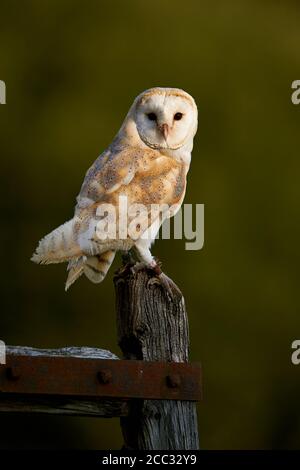 A Barn Owl sitting on a sits on a post Stock Photo - Alamy