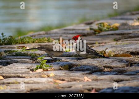 Red crested cardinal feeding on the ground Stock Photo - Alamy