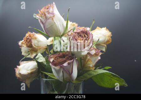 cut roses a little past their prime and dying Stock Photo - Alamy