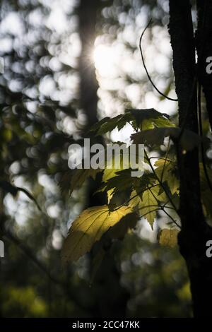 A vertical shot of a tree with green leaves and white flowers Stock ...