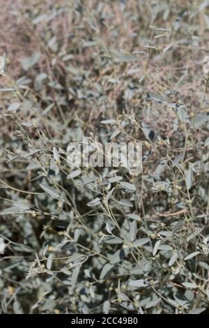 Tiny green inflorescences, Desert Croton, C. Californicus ...