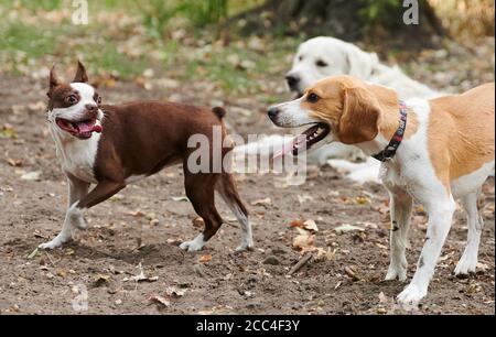 three dogs run together on the road Stock Photo - Alamy