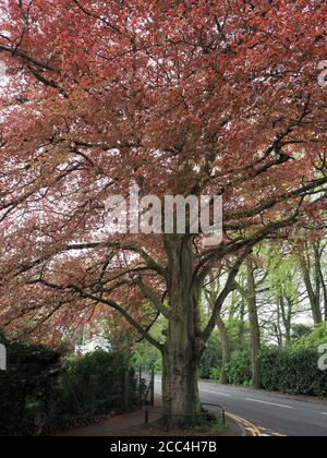 Fresh red foliage of the copper beech in the spring Stock Photo - Alamy