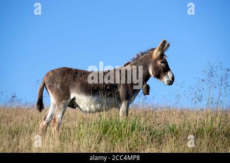 Adorable grey donkey in the high grass meadow Stock Photo - Alamy