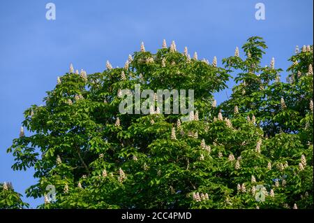Tyldesley Loopline, linear walkway, Worsley on former railway line ...