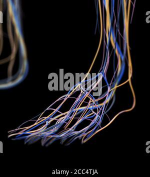 Medical illustration of foot arteries and lymphatic system, Human ...