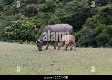 Wild cows in Qingtiangang, Taipei, Taiwan Stock Photo - Alamy
