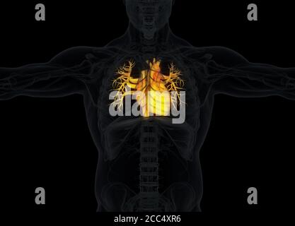 Human heart inside body. Anatomy. 3d illustration Stock Photo - Alamy