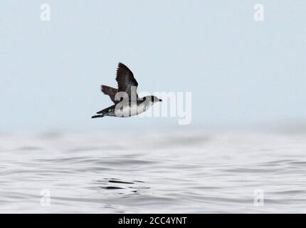 Peruvian diving petrel (Pelecanoides garnotii) at sea in the Humboldt ...