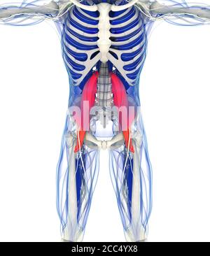Medical anatomical illustration of the psoas muscle. 3d illustration ...