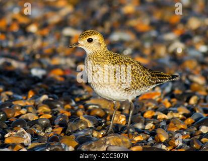 Golden plover (Pluvialis apricaria) adult on open moorland, breeding ...