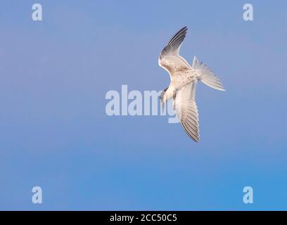 roseate tern (Sterna dougallii), First-winter in flight, Portugal ...