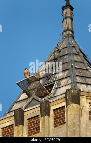 Two juvenile Peregrine Falcons (Falco peregrinus brookei) standing on ...
