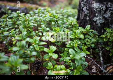 Thickets of wild forest blueberries on a blurred natural background ...