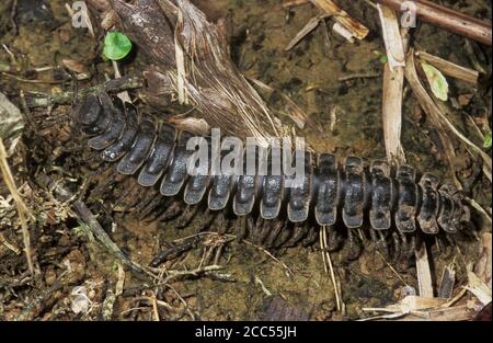 Tractor Millipede, (Barydesmus sp) on rainforest floor, Sabah, Borneo ...