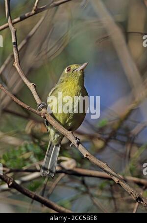 Cuban Vireo (Vireo gundlachii gundlachii) adult, perched on branch ...