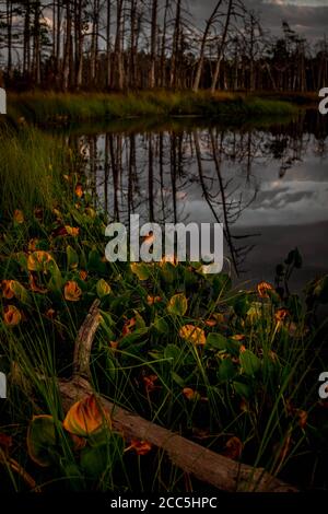 Dry tree branch laying on the sandy beach of Abel Tasman National Park ...