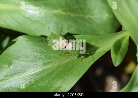 Green shield bugs mating on raspberry leaves Stock Photo - Alamy